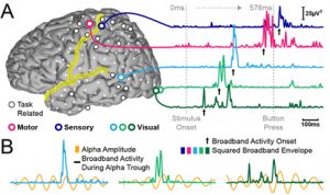 EEG Brain Function Measurement - Health Research, Inc.
